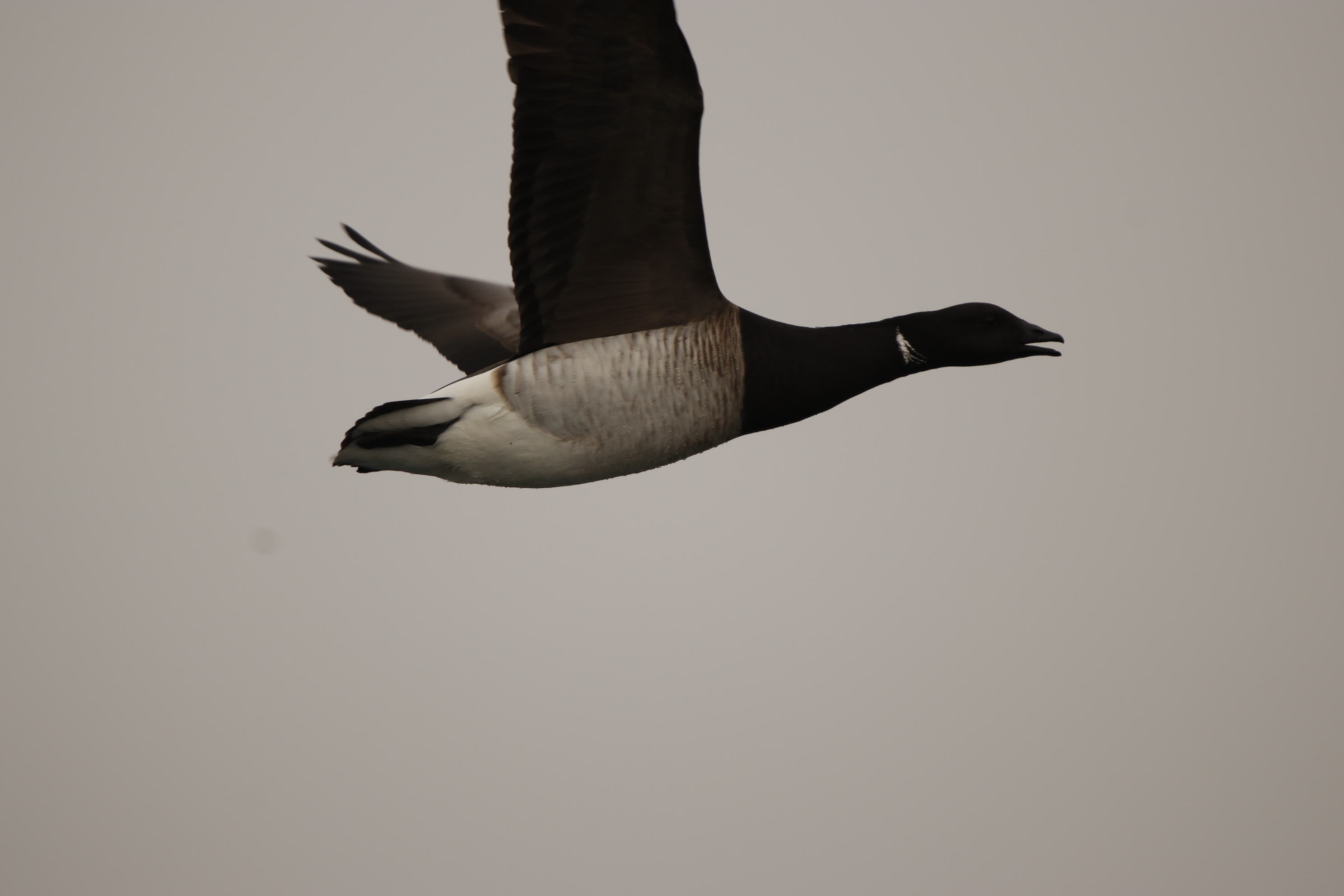 Brent Goose | Whale Safari - Closer to Nature
