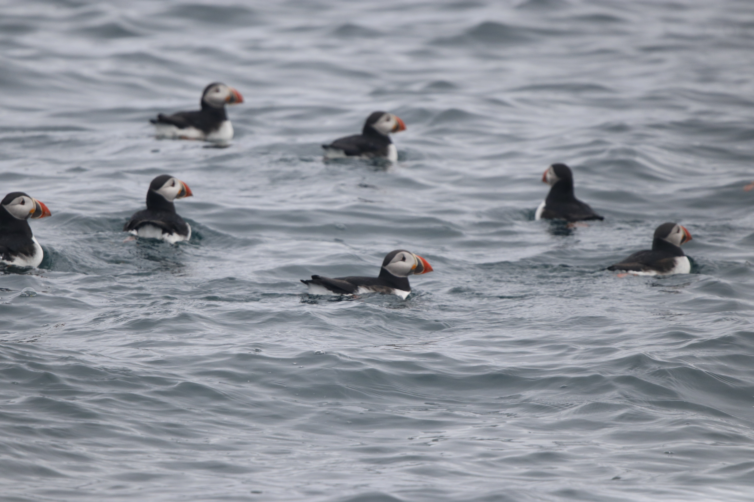 Atlantic Puffin | Whale Safari - Closer to Nature