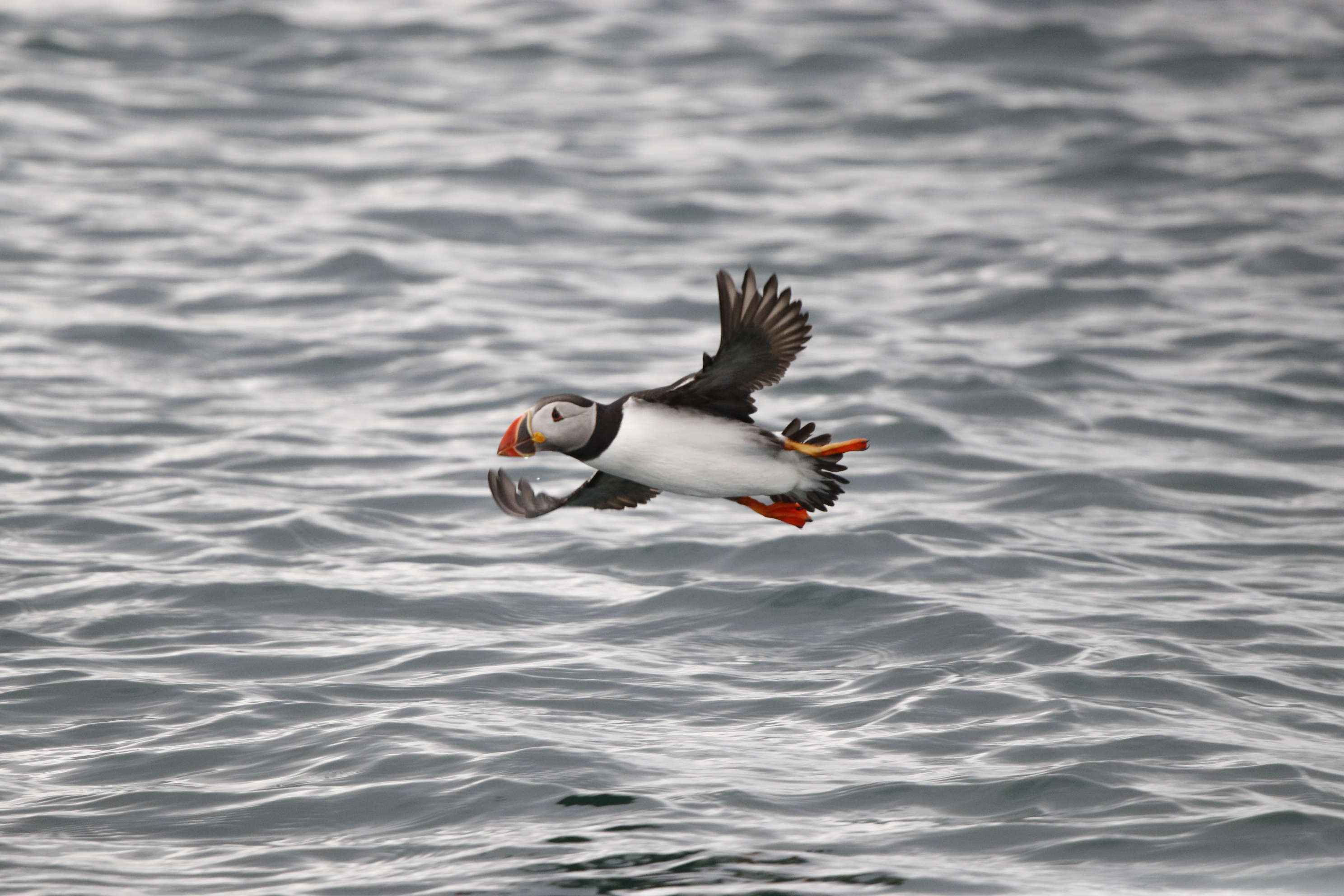 Atlantic Puffin | Whale Safari - Closer to Nature