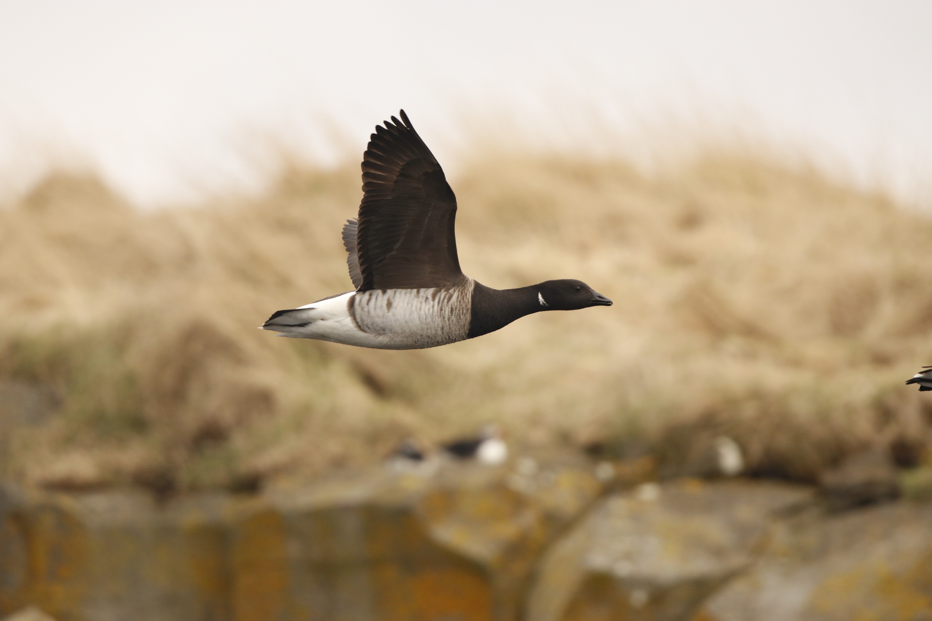 Brent Goose | Whale Safari - Closer to Nature