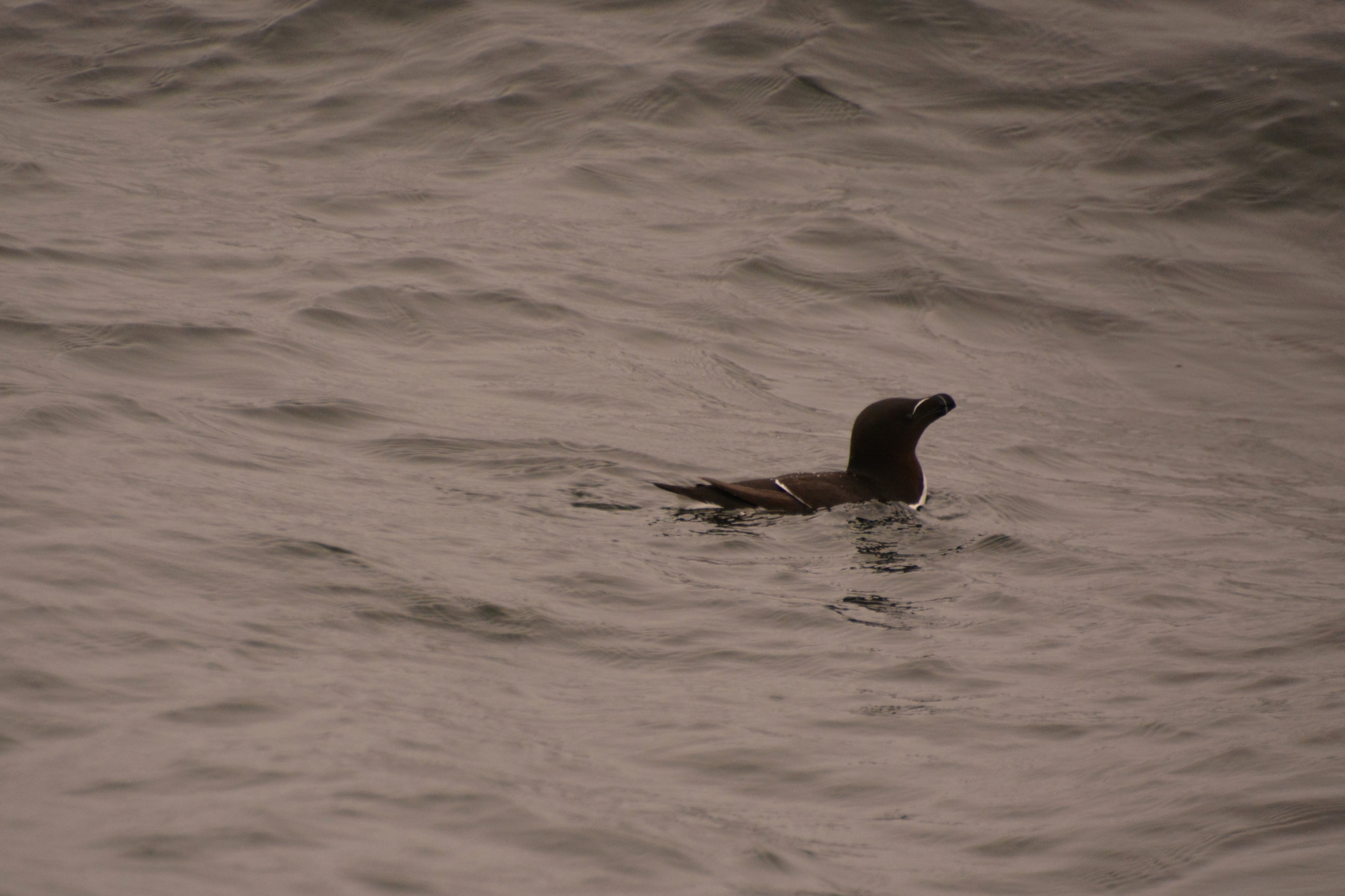 Razorbill | Whale Safari - Closer to Nature